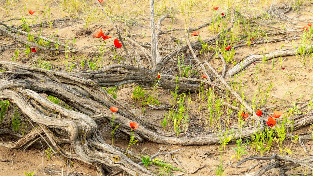 Among the dried roots of the rare desert Saxaul tree, red poppies grow ...