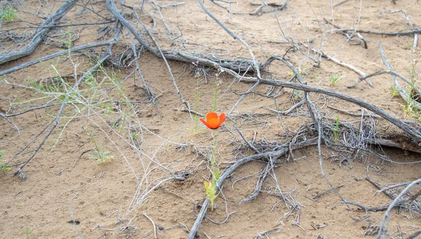Among the dried roots of the rare desert Saxaul tree, red poppies grow ...
