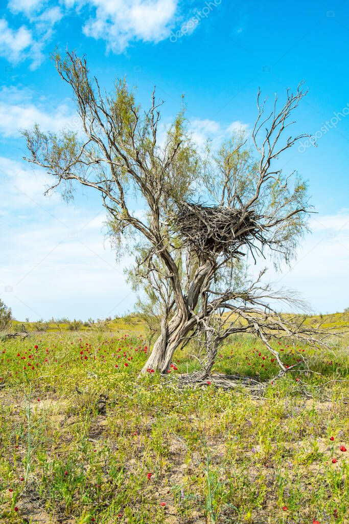 There is an eagle's nest on the Saxaul tree. Rare dwarf desert tree ...
