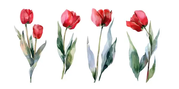 Tulipán rajz Stock vektorok, Tulipán rajz Jogdíjmentes illusztrációk ...