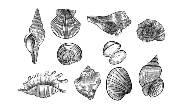 Seashell cartoon Vector Images | Depositphotos