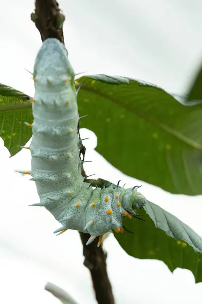 Hercules moth caterpillar the larvae of the Hercules Moth. Australias ...