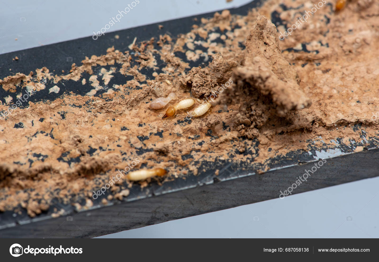 Close Termites Eating Wood Termite Damage House — Stock Photo © totook ...