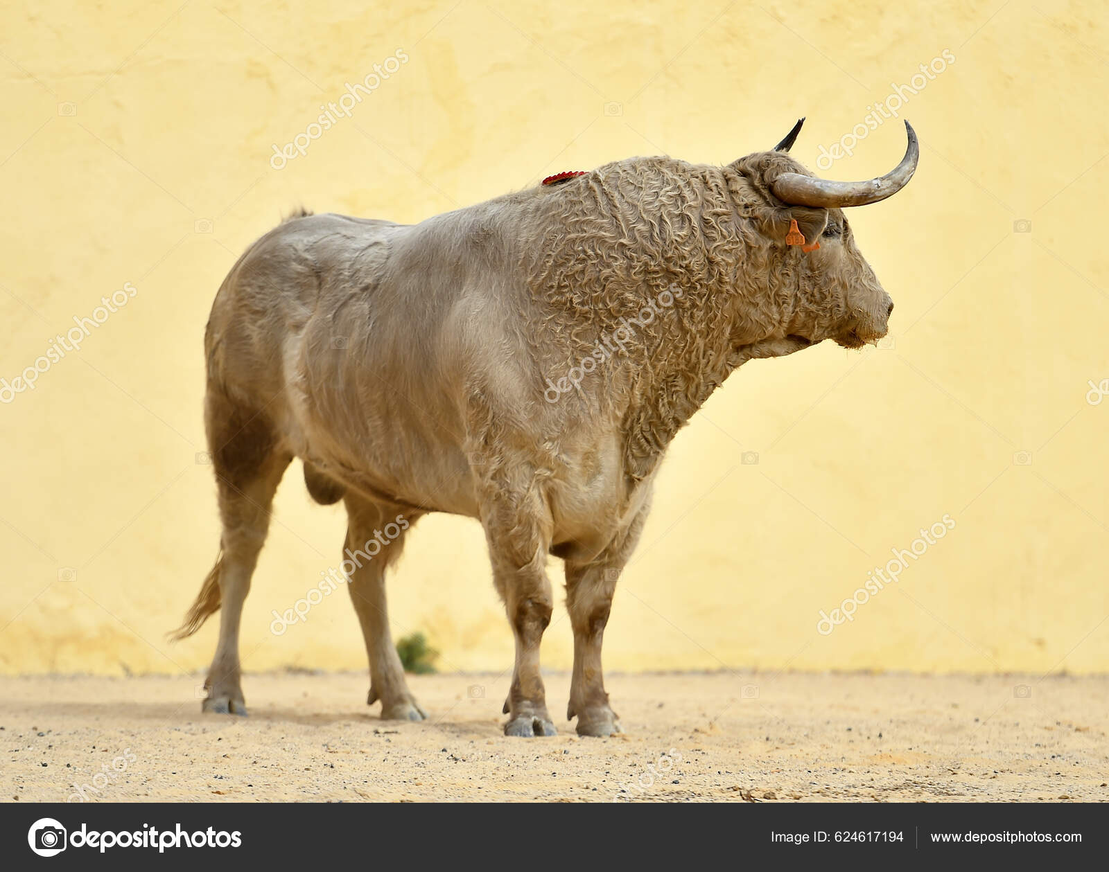Strong Bull Big Horns Stock Photo by ©albertoclemares.hotmail.com 624617194