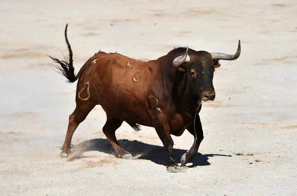 Taureau ailé images libres de droit, photos de Taureau ailé | Depositphotos