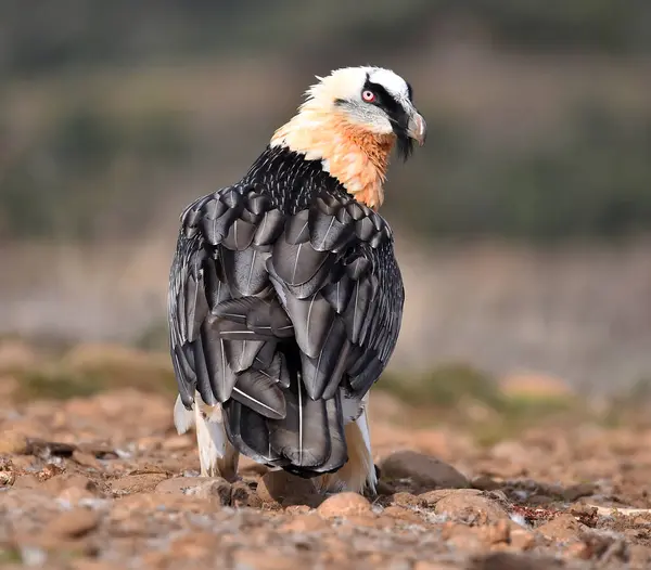 Vautours barbus Stock Photos, Royalty Free Vautours barbus Images ...