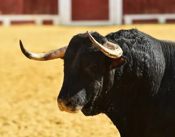 Por que los toros odian el color rojo fotos de stock, imágenes de Por ...