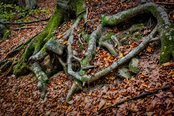 Tree roots autumn Stock Photos, Royalty Free Tree roots autumn Images ...