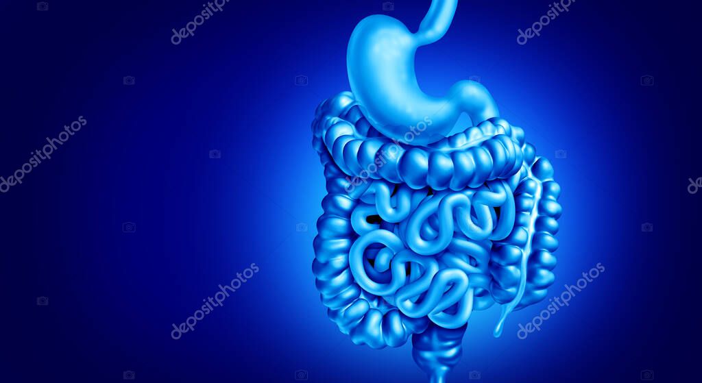 Sistema de digestión humana como órganos para descomponer los ...