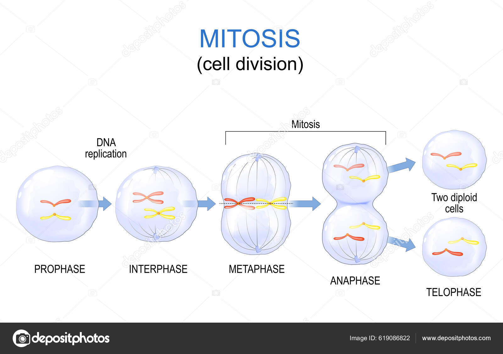Mitosis Interphase Diagram