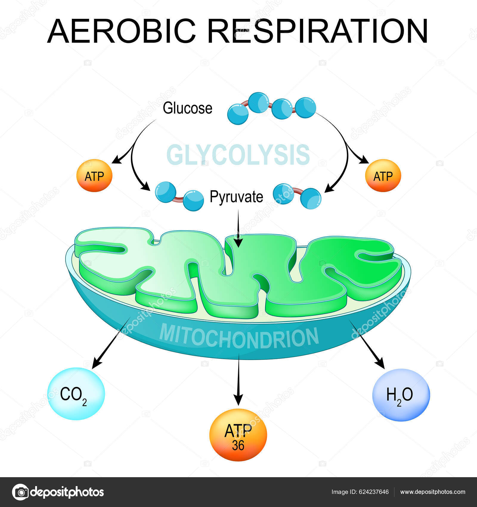 Respiración Aeróbica Glicólisis Síntesis Atp Mitocondrias Convertir ...