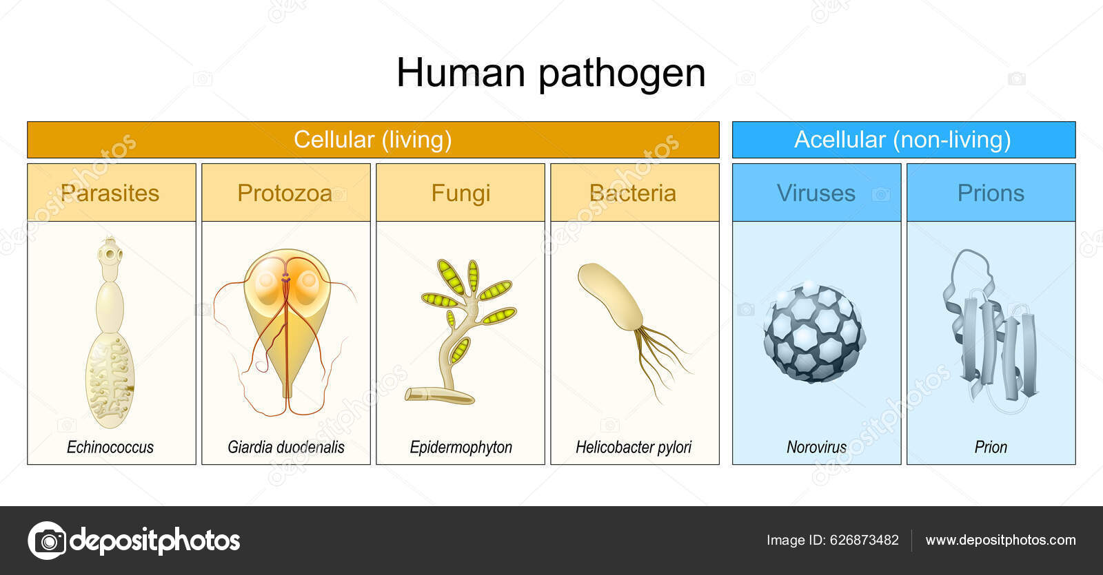 Tipos Patógenos Humanos Virus Bacterias Patógenas Hongos Pueden Entrar ...