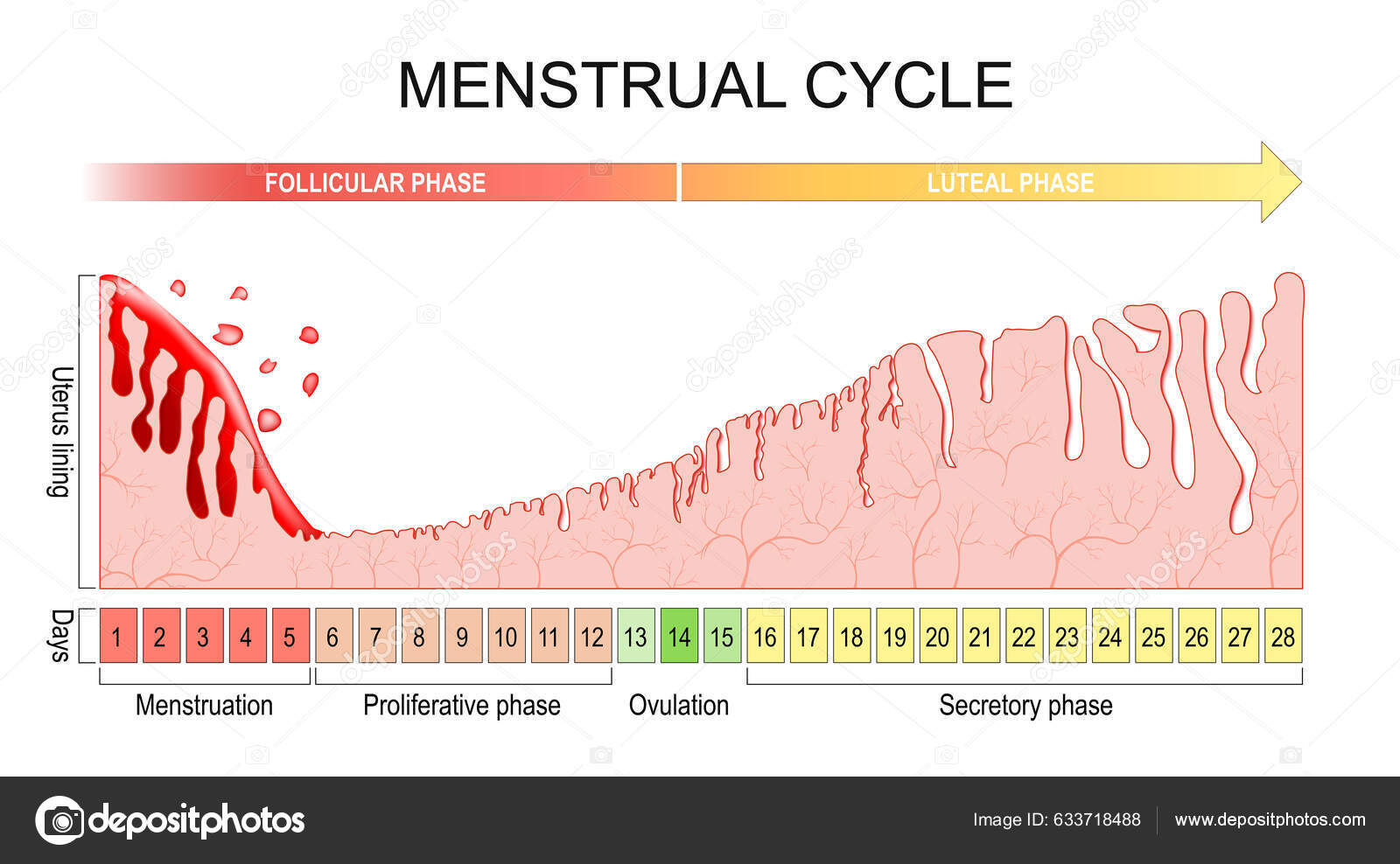Endometrial Cycle And Ovulation