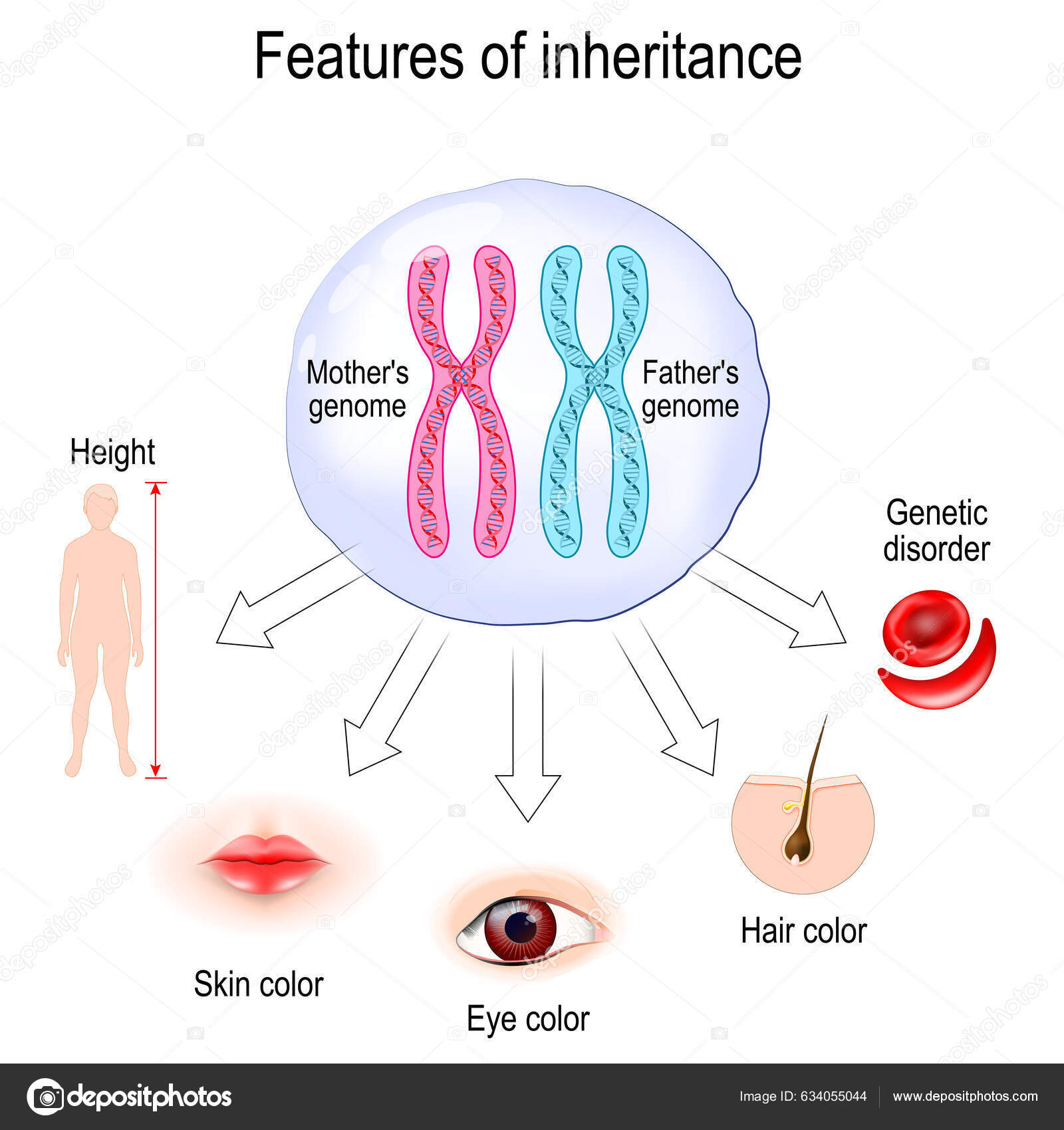 Features Inheritance Chromosome Theory Inheritance Cell Parents Genome ...