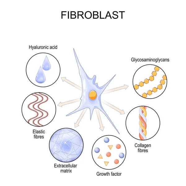 Fibroblast. Cell structure and function. biological cell that ...