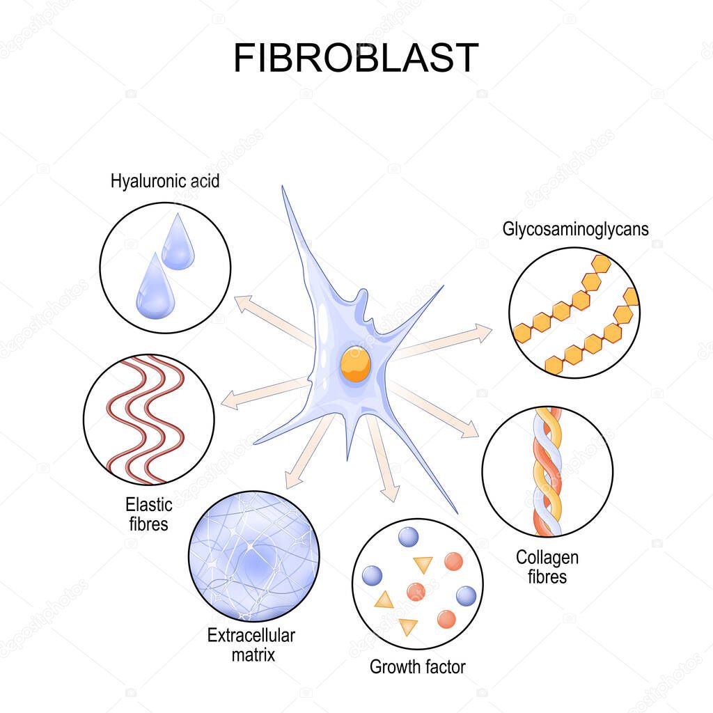 Fibroblast. Cell structure and function. biological cell that ...