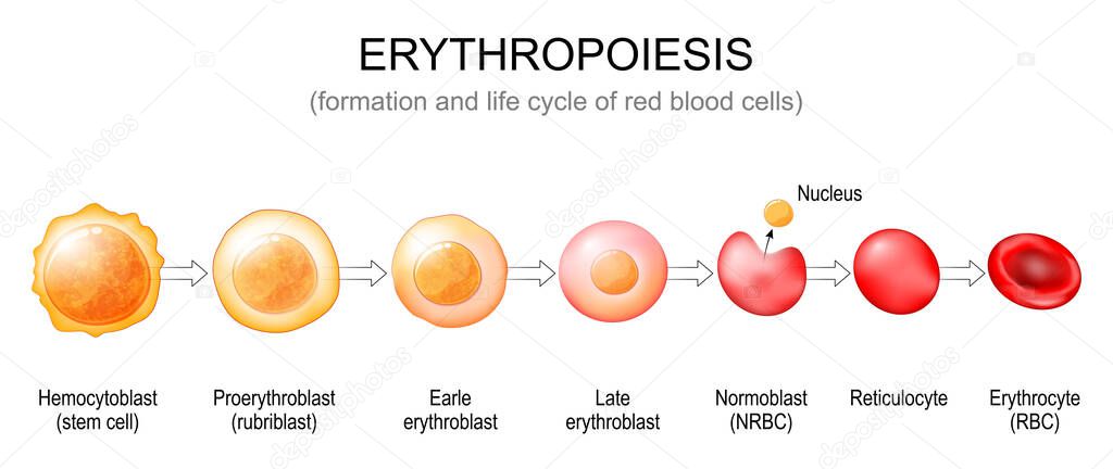 Erythropoiesis. Formation and life cycle of red blood cells from stem ...