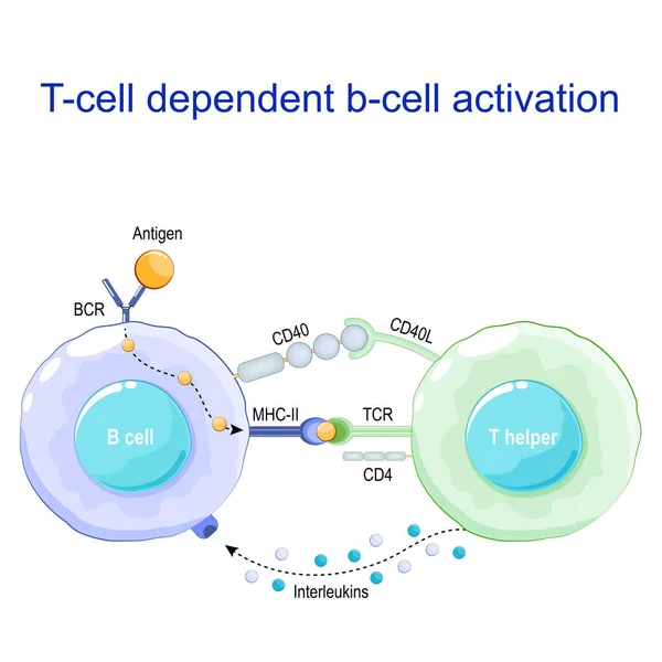 100000 B Cell Activation Vector Images Depositphotos