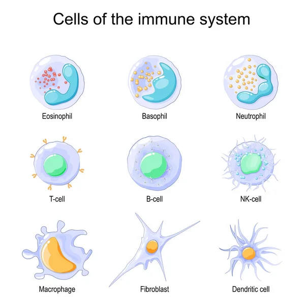 Dendritic cell Vector Images | Depositphotos