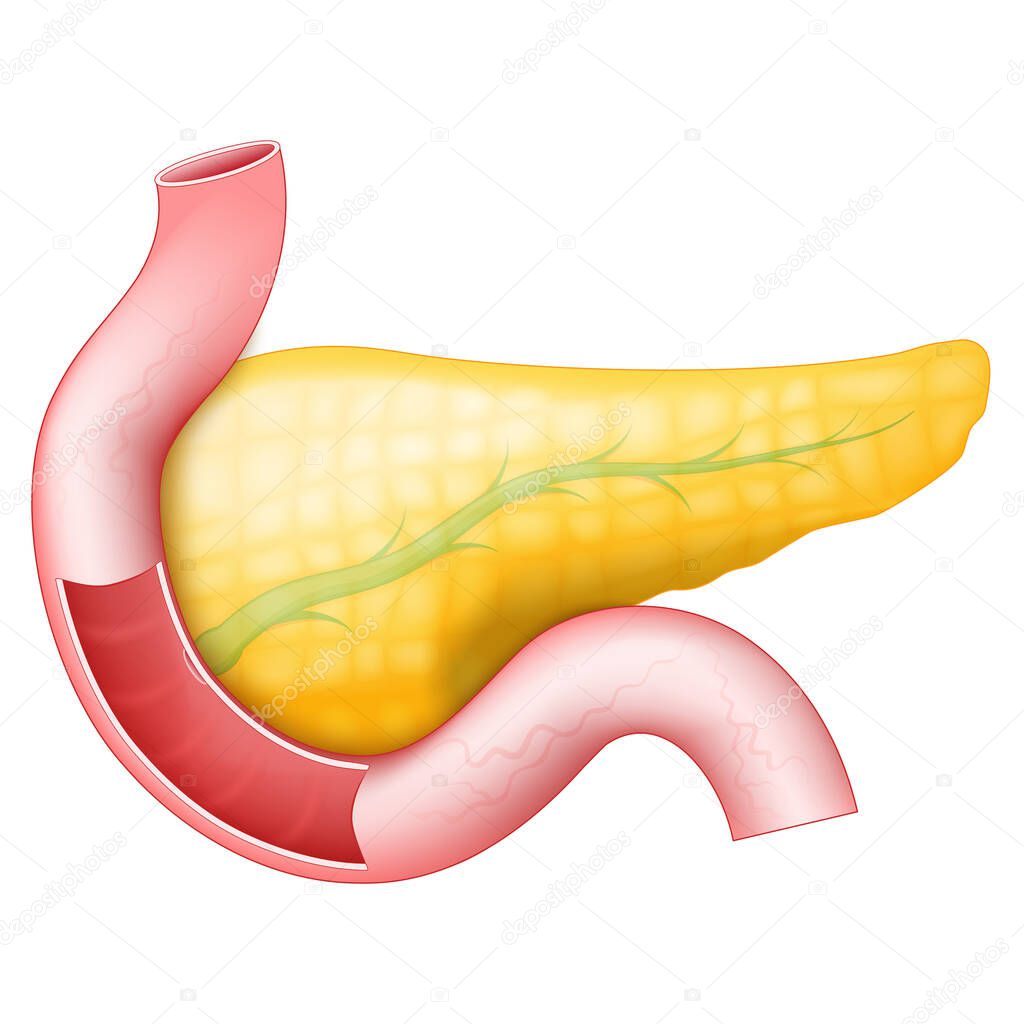 Páncreas con conducto pancreático, duodeno e intestino delgado sobre ...