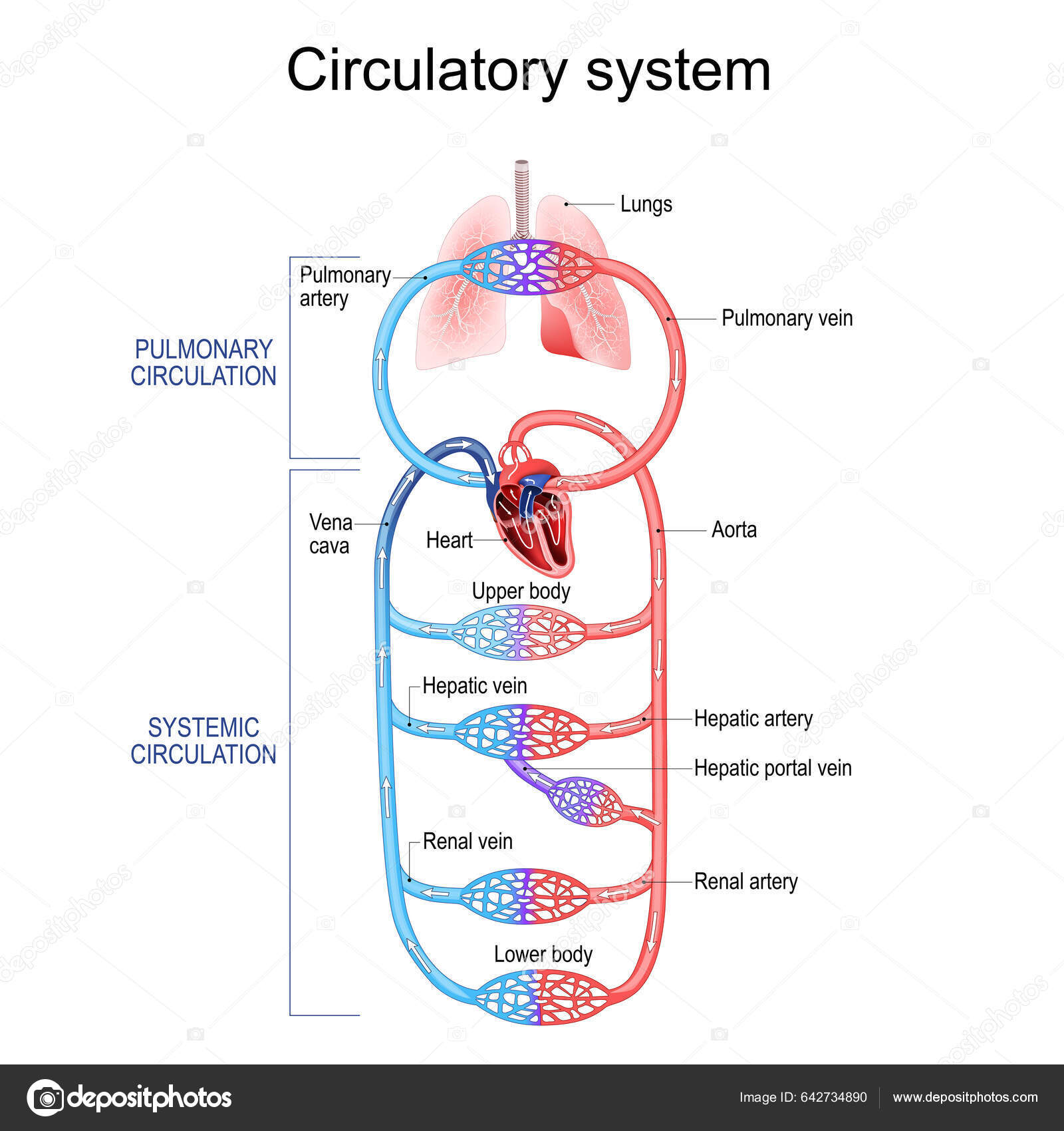 Circulatory System Human Bloodstream Pulmonary Circulation Lungs ...