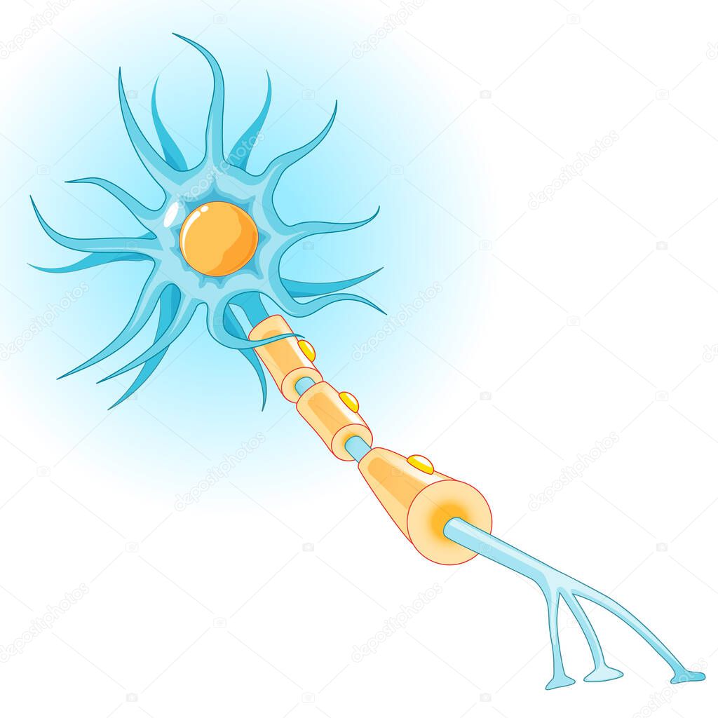 Anatomy of a typical neuron. Structure of nerve cell: axon, synapse ...