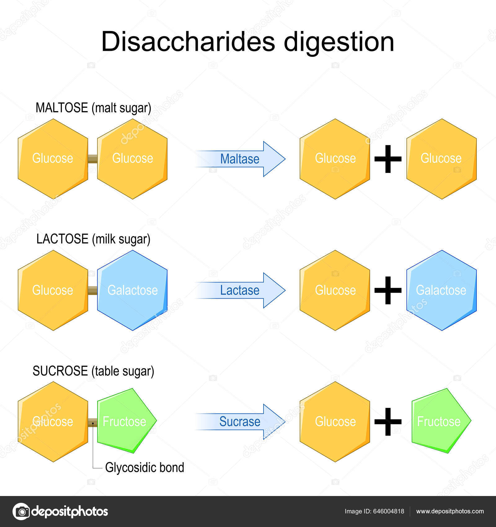 Digestión Disacáridos Efecto Enzimático Sobre Las Moléculas Disacáridos ...