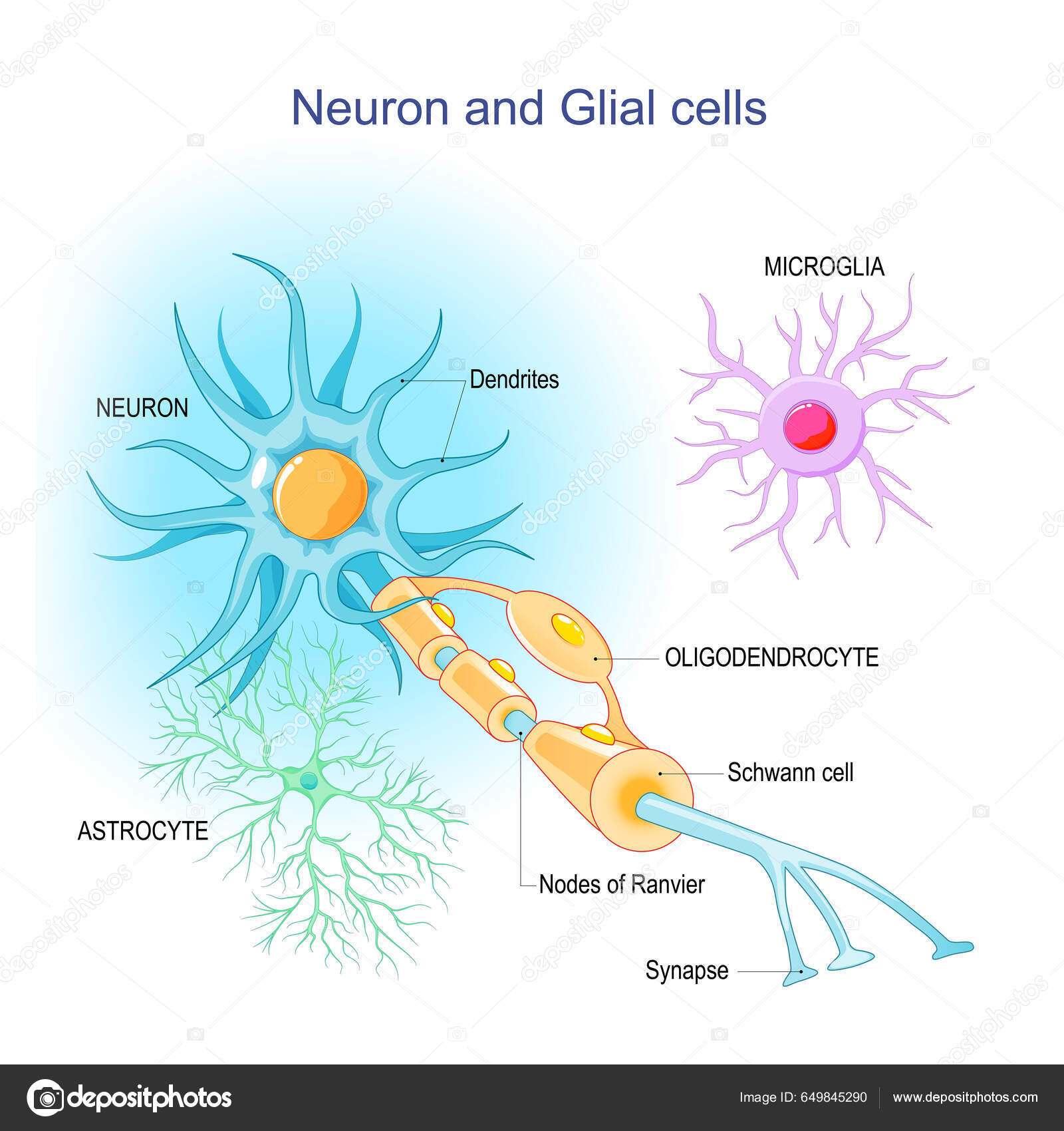 Neuron Neuroglia Estrutura Componentes Neurônio Dendritos Sinapses ... Neuron Neuroglia Estrutura Componentes Neurônio Dendritos Sinapses ...