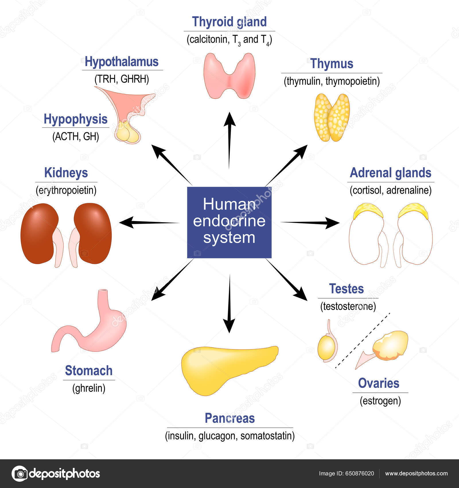 Nsan Endokrin Sistemi Salgı Bezleri Hormonlar Simgeleri Ayarla Vektör ...