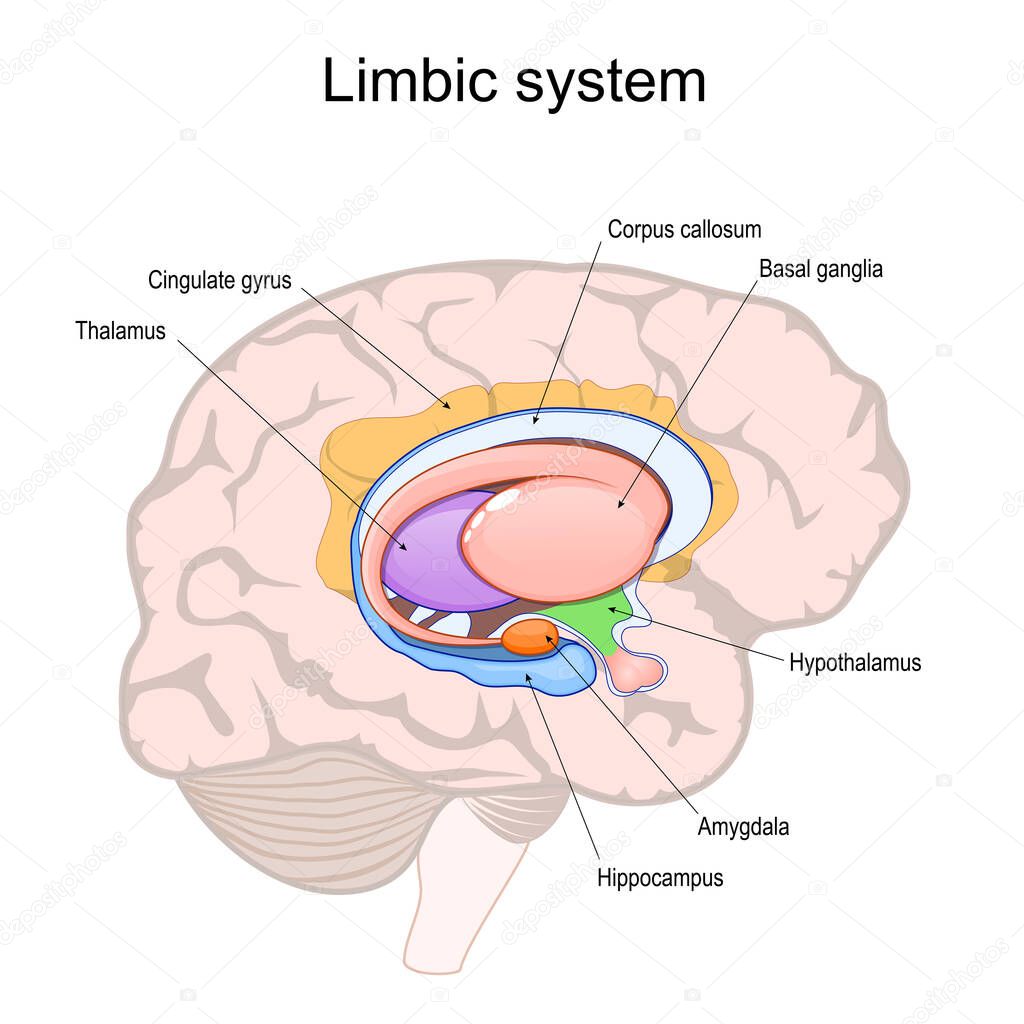 Limbic system. Cross section of the human brain. Structure and ...