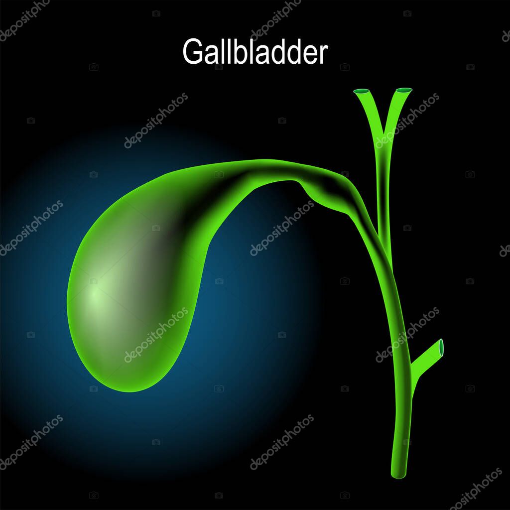 anatomía de la vesícula. Vesícula verde sobre fondo oscuro. Anatomía ...