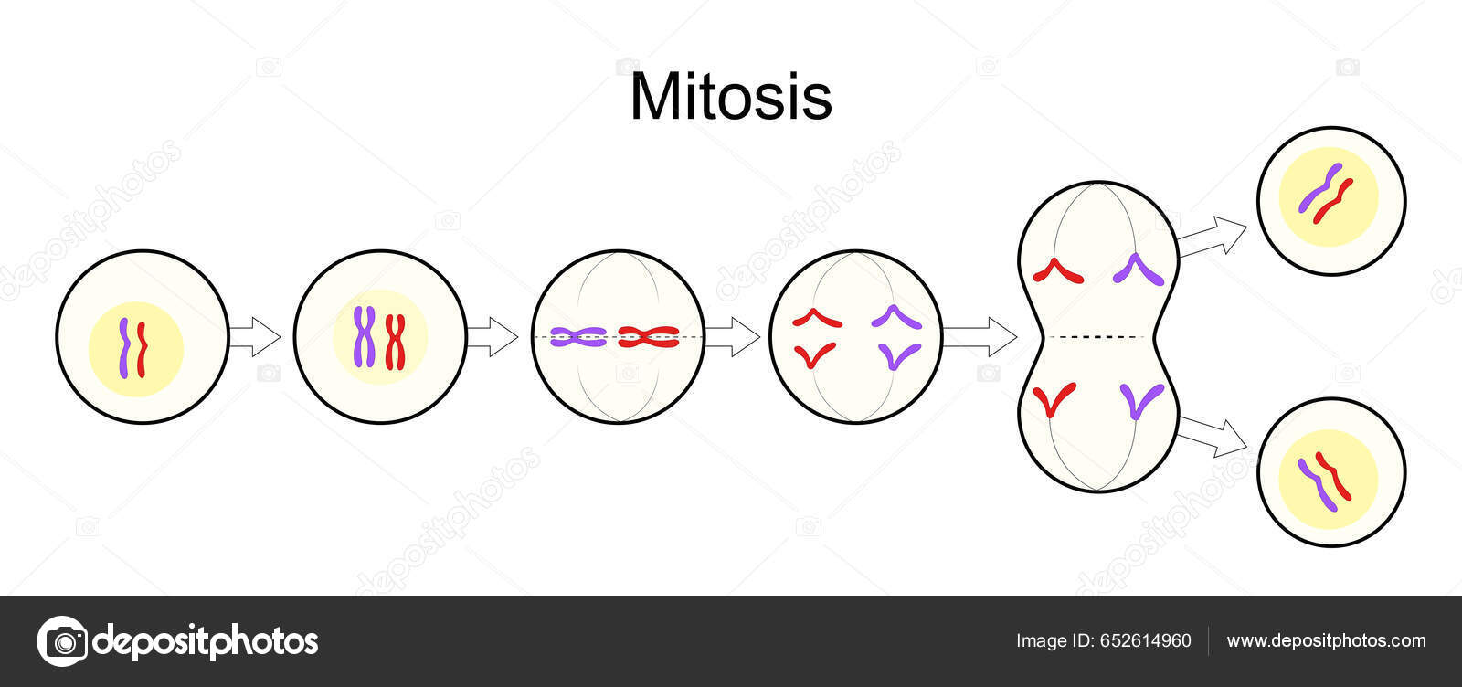 Mitosis Cell Division Asexual Reproduction Process Single Cell Dividing ...
