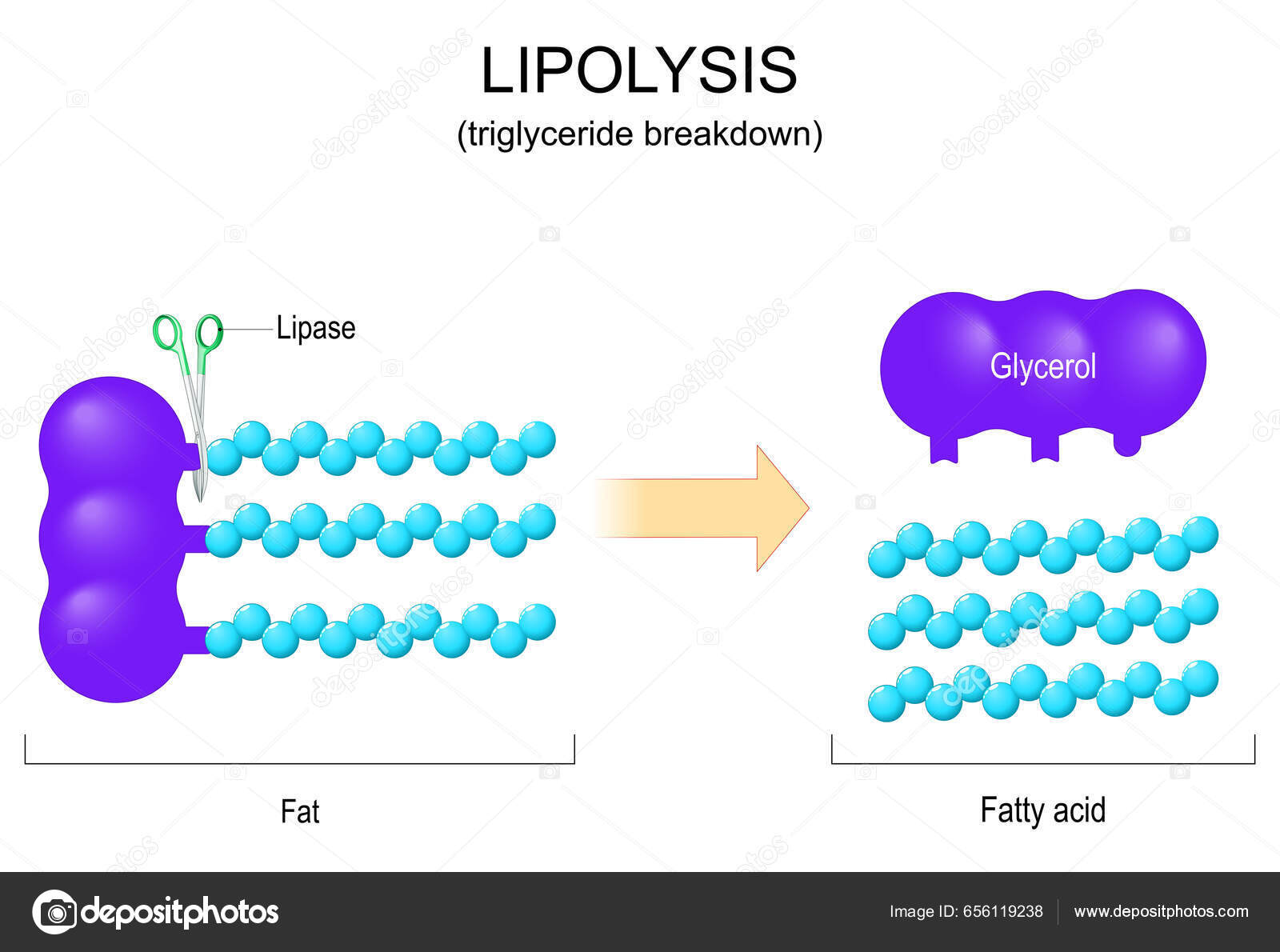 Lipólisis Desglose Triglicéridos Lipasa Una Enzima Que Divide Los ...