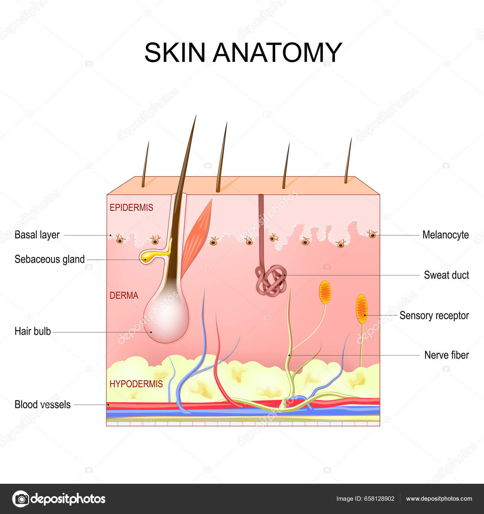 Capas De La Piel Humana