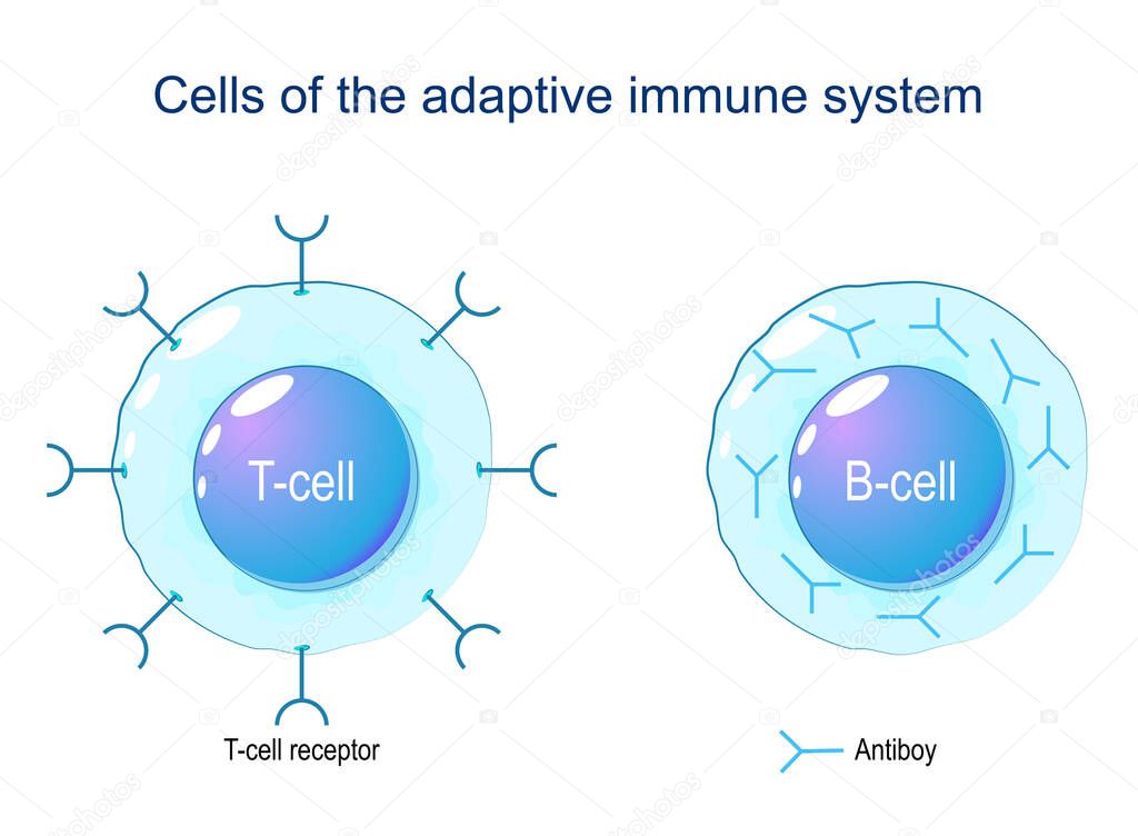 Células T y B. Células del sistema inmunitario adaptativo. respuesta inmune y linfocitos ...