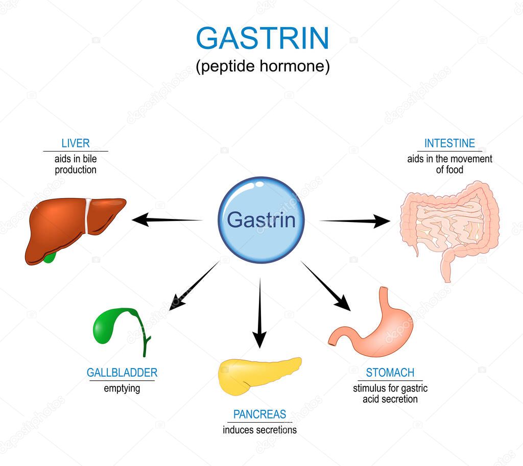 Función de la hormona gastrina. Hormona gastrointestinal que afecta la ...