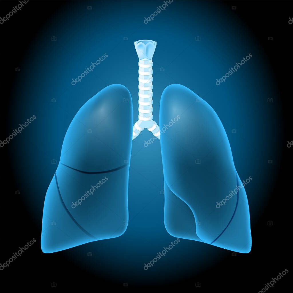 Pulmones con efecto brillante. Pulmones azules transparentes realistas ...