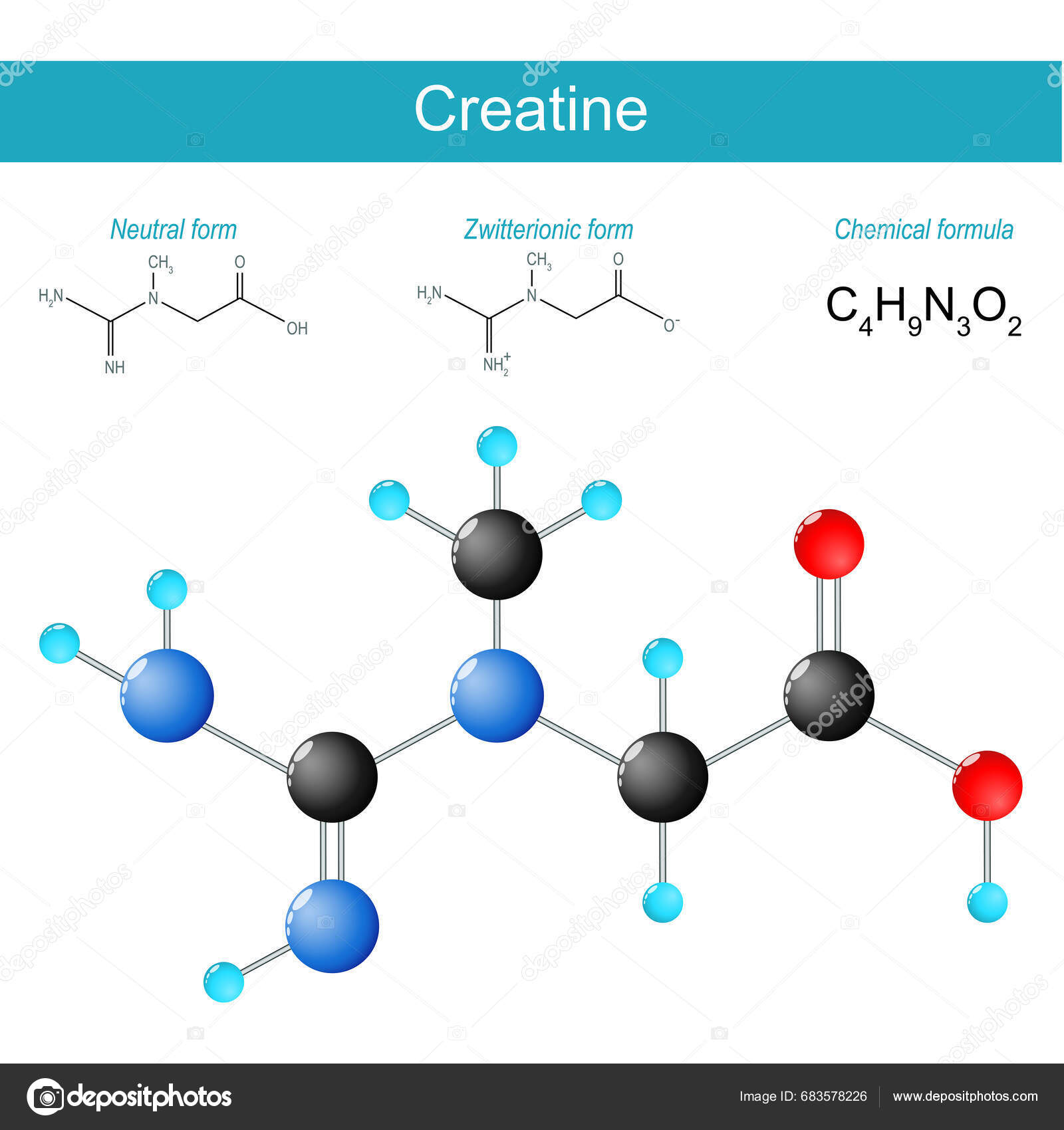 Creatine Molecule Molecular Chemical Structural Formula Model Organic ... Creatine Molecule Molecular Chemical Structural Formula Model Organic ...
