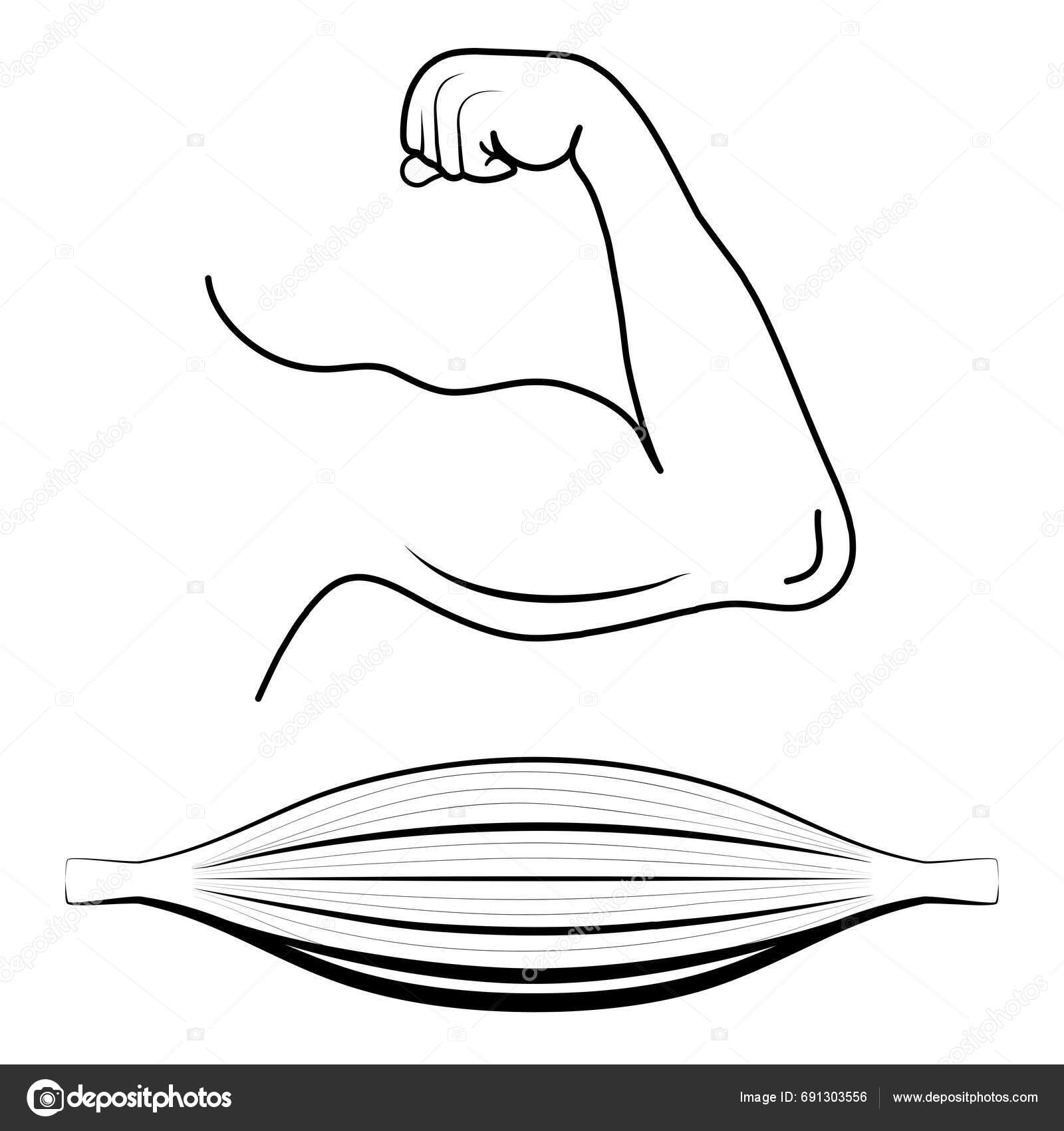 Biceps Triceps Workout Muscle Fiber Black Line Icon Simple Outline ...