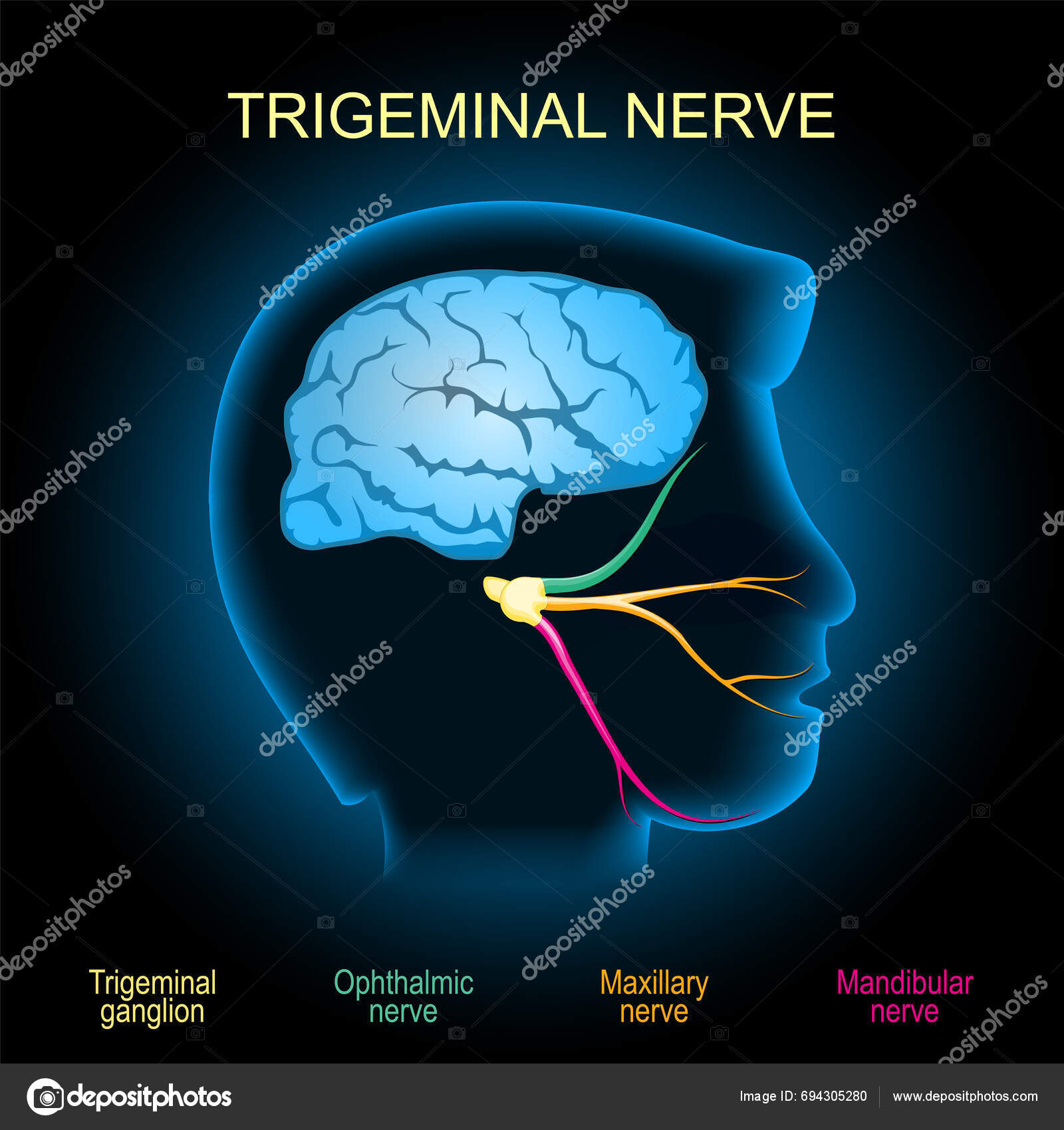 Nerf Trigeminal Tête Humaine Bleue Transparente Réaliste Avec Cerveau ... Nerf Trigeminal Tête Humaine Bleue Transparente Réaliste Avec Cerveau ...