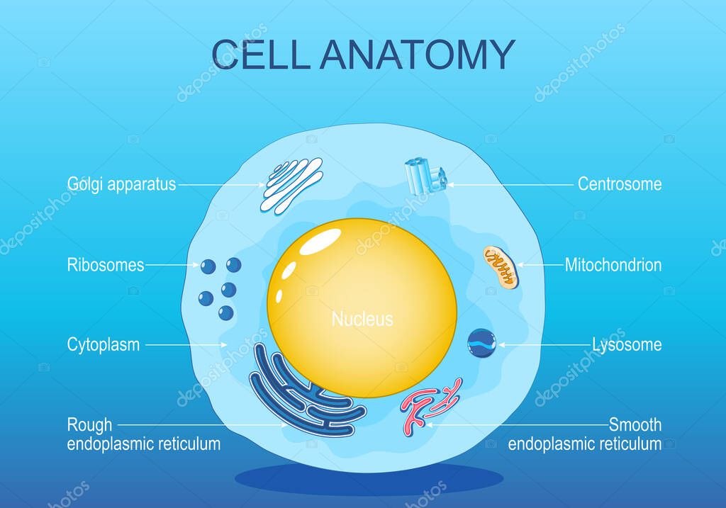 Anatomy of animal cell. Human cell structure. All organelles: Nucleus ...