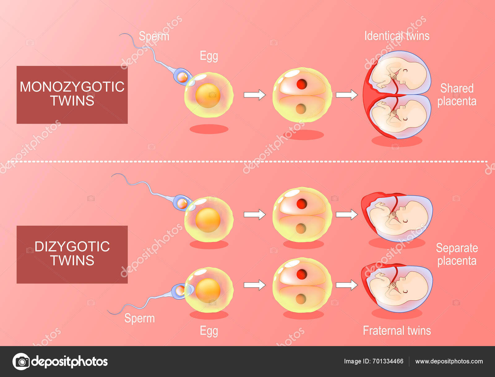 Zygote Development Monozygotic Dizygotic Twins Fertilization Egg Sperm ...