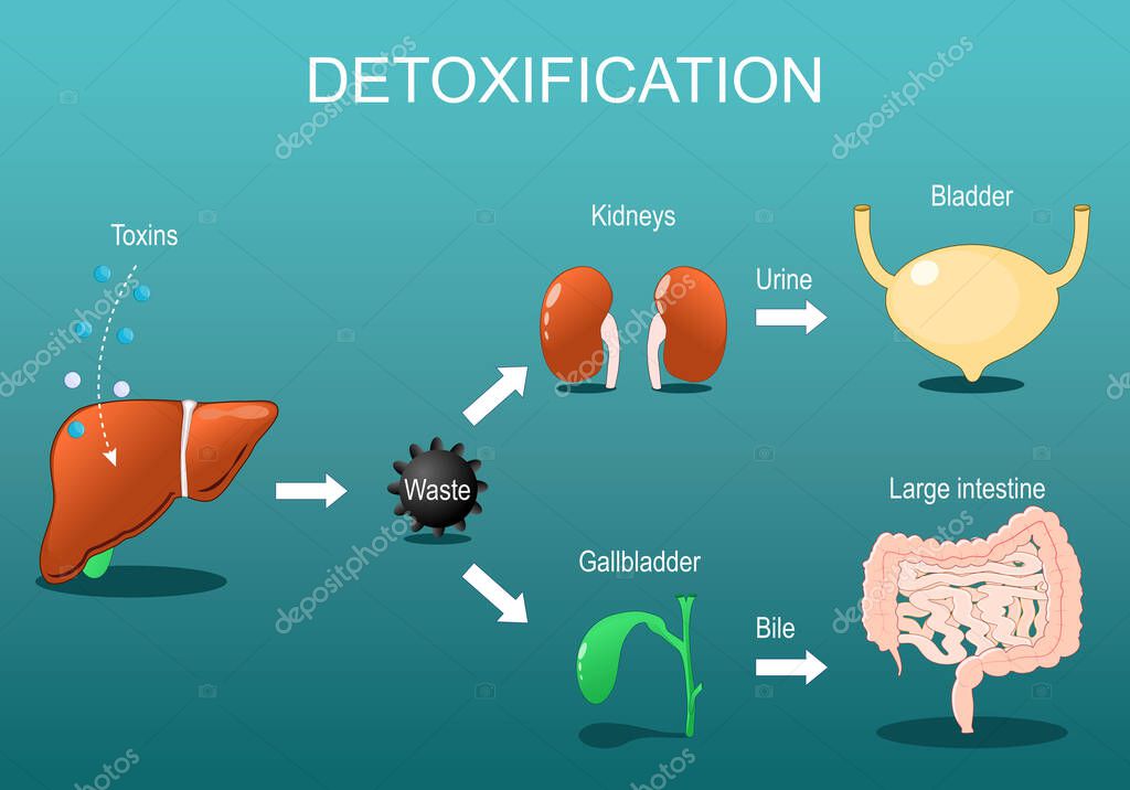 Desintoxicación. Vías de desintoxicación explicadas. Desde introducir ...