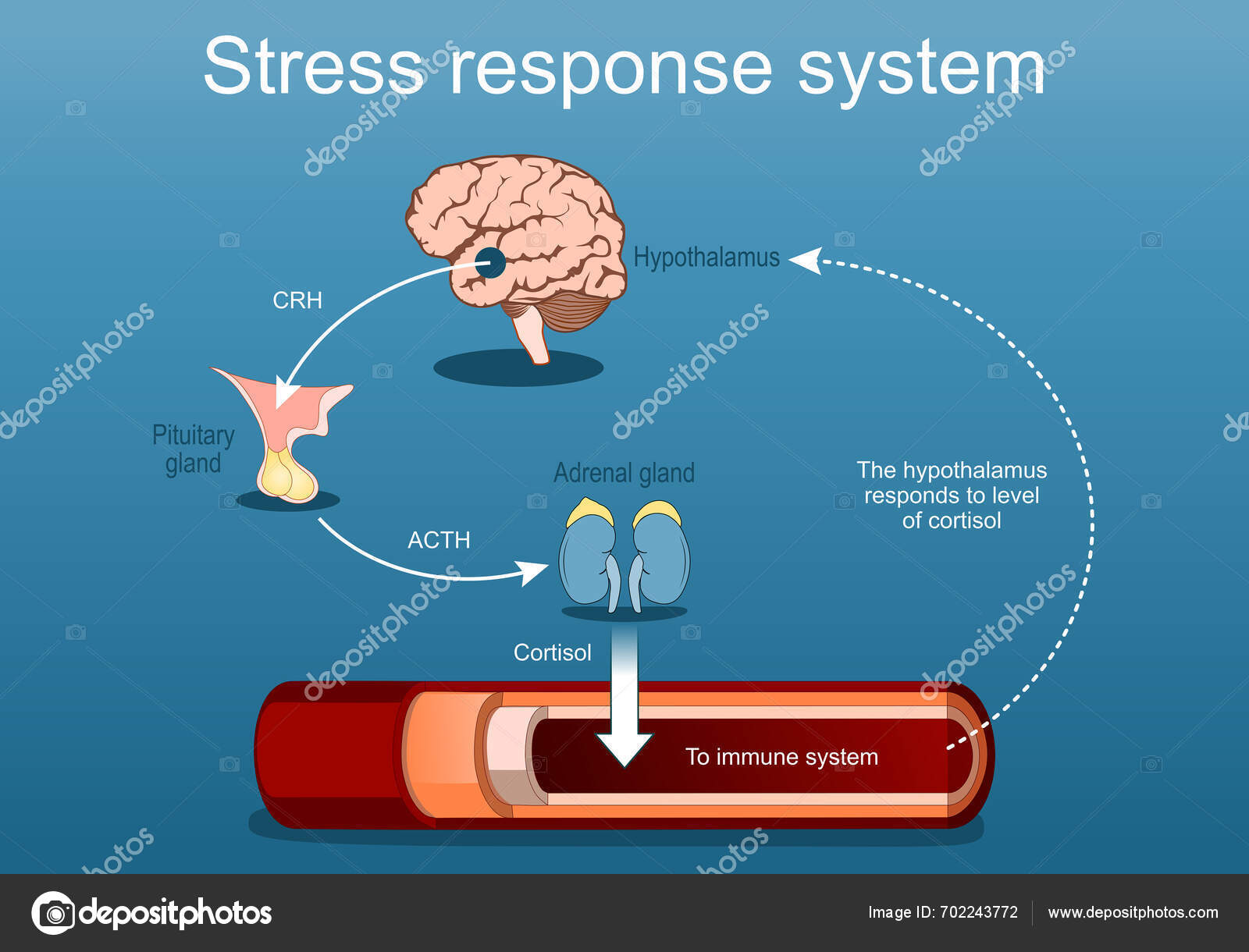Stress Response System Stress Hormones Cortisol Level Fight Flight ...