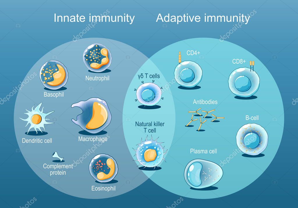 Inmunidad adaptativa e innata. Células del Sistema Inmune. Respuesta inmune. Inmunología ...