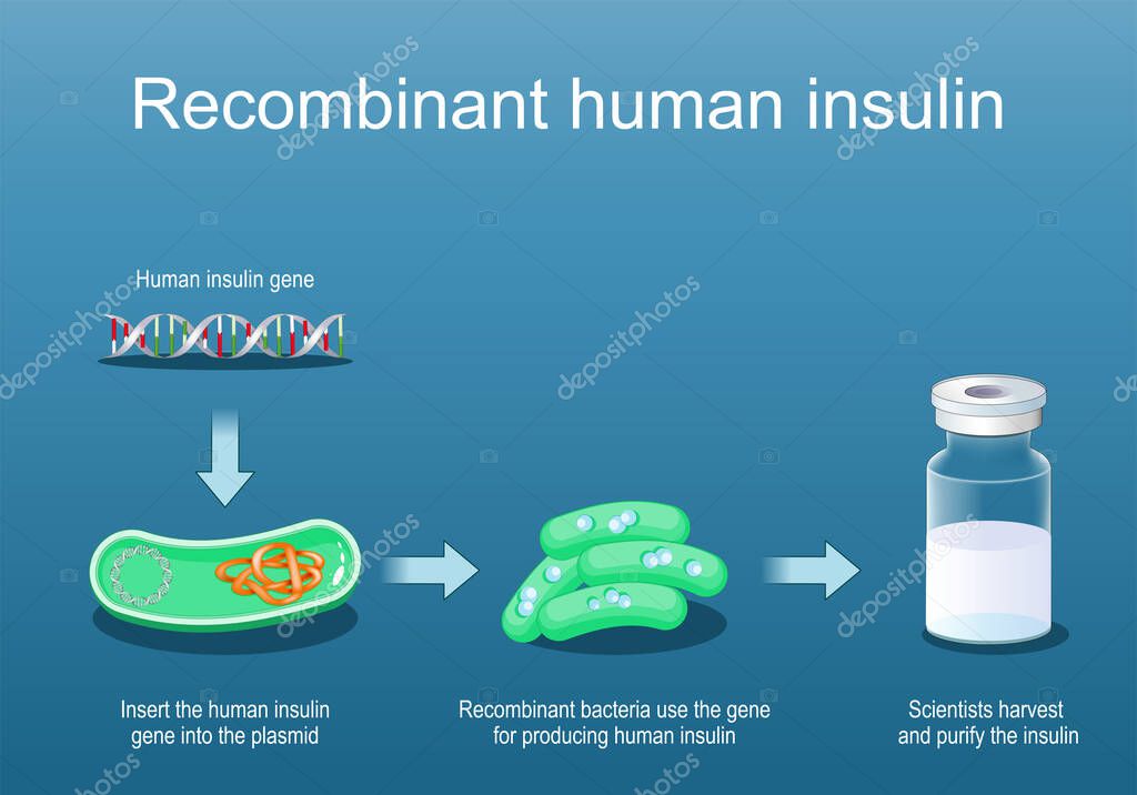 Insulina humana recombinante. Las bacterias recombinantes usan el gen ...