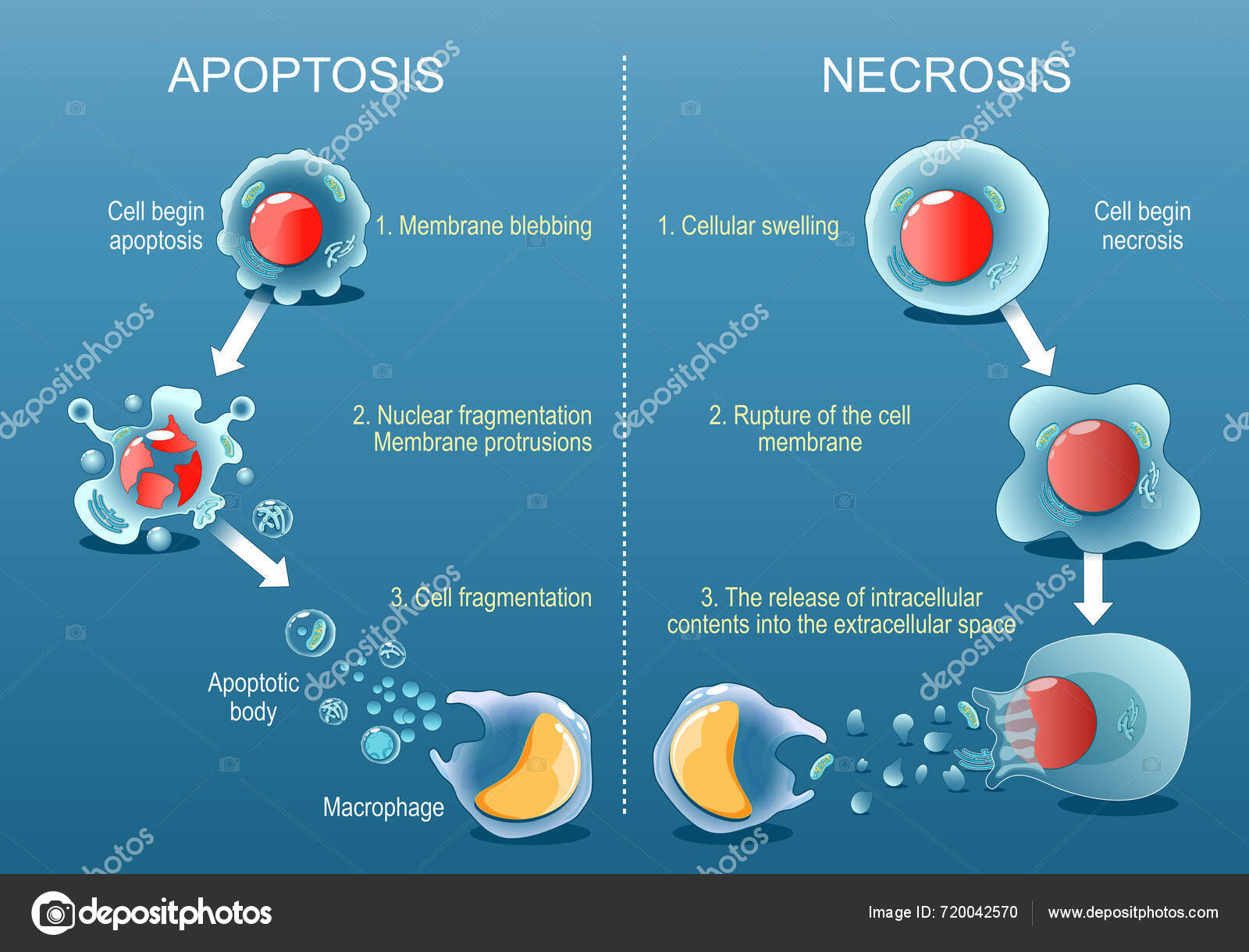 Apoptose Necrose Diferença Entre Morte Necrótica Uma Célula Apoptose ...