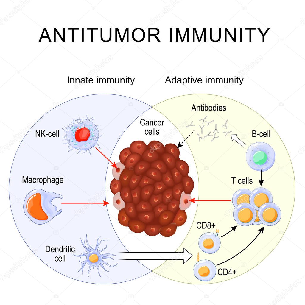 Antitumor Inmunidad. Respuesta inmune. Inmunoterapia. Respuesta rápida ...
