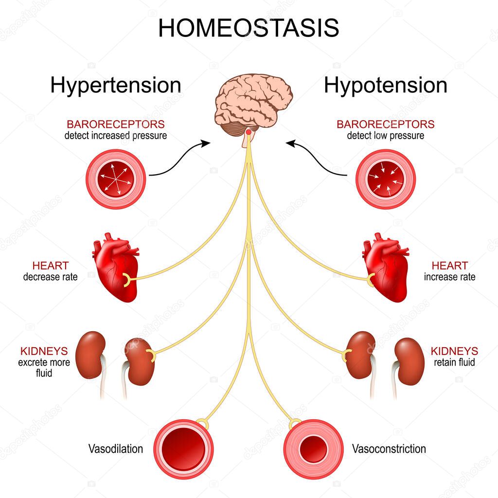 Homeostasis para Hipotensión e Hipertensión. Regulación de la presión ...