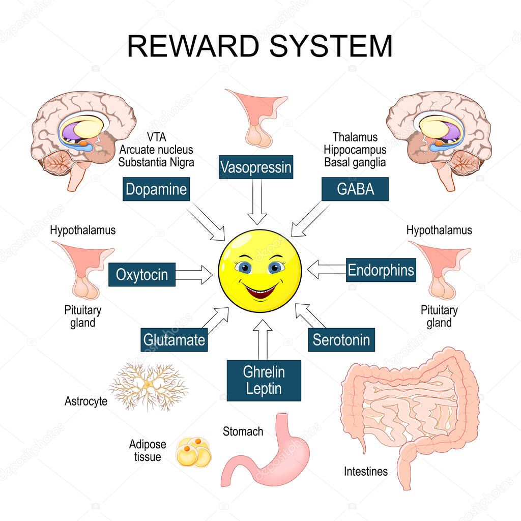 Sistema de recompensa. Órganos internos y neurotransmisor. Circuito de ...